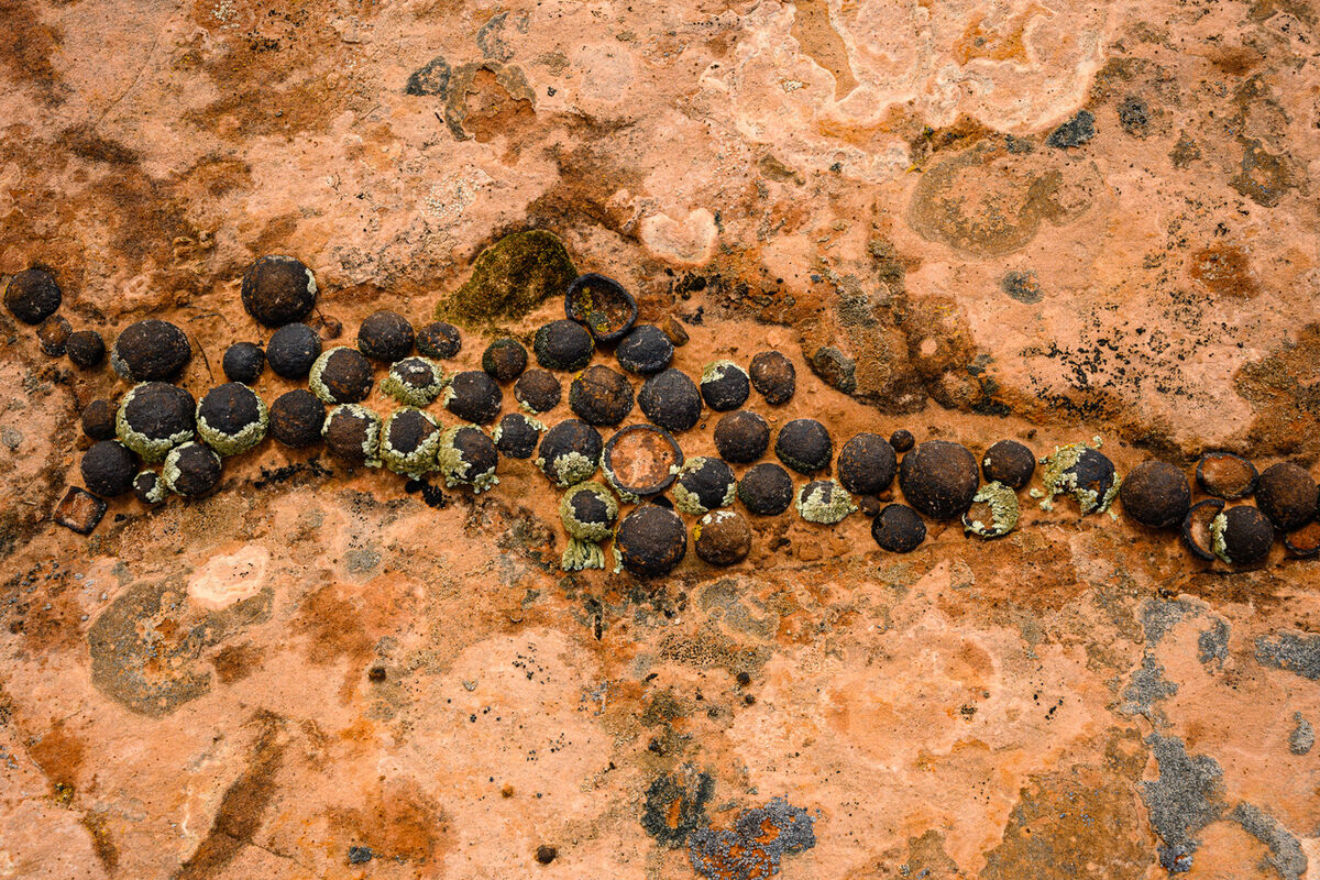 Hiking the Escalante woodlands: form, texture beauty: I've been hiking ...