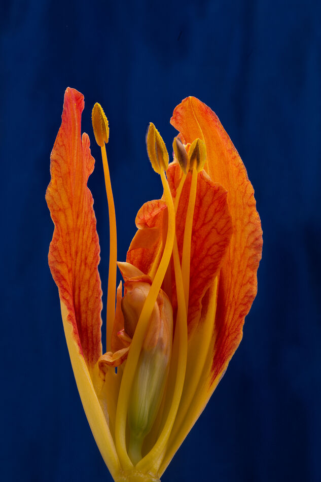 Expired Day Lily's day 3: These little ladies had not yet wilted to the ...