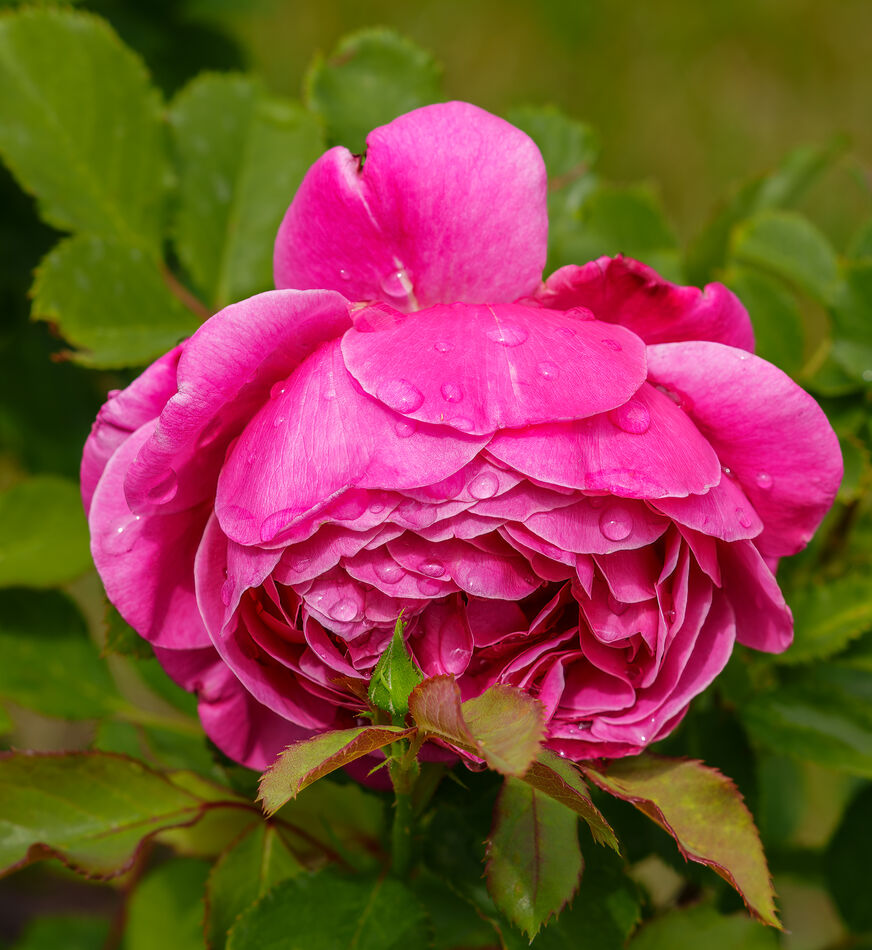Rainy walk - VI: The conditions produced rain drops and great color ...