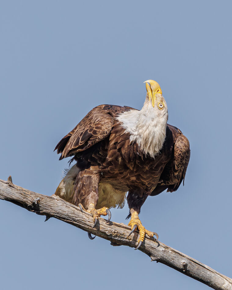Eagle in the sky drama Part 2: So the harassment continued! After dad ...