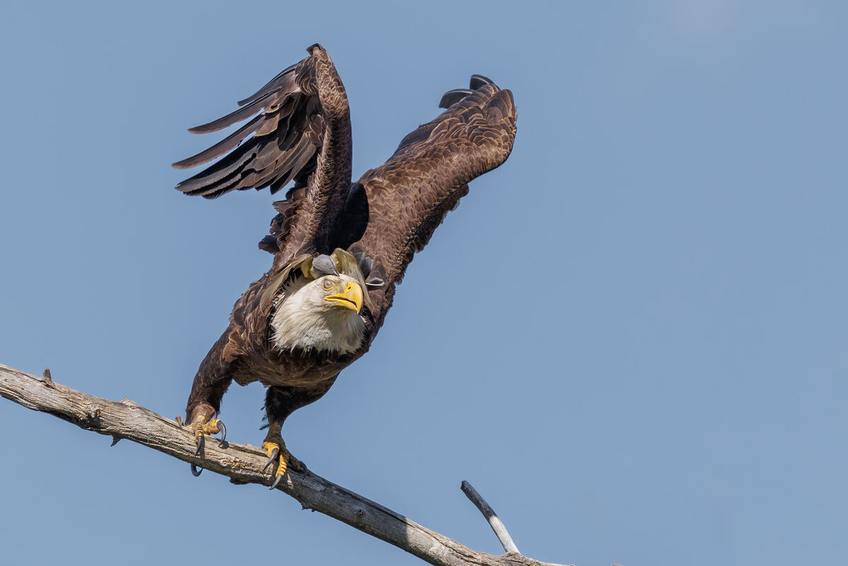 Eagle in the sky drama Part 2: So the harassment continued! After dad ...