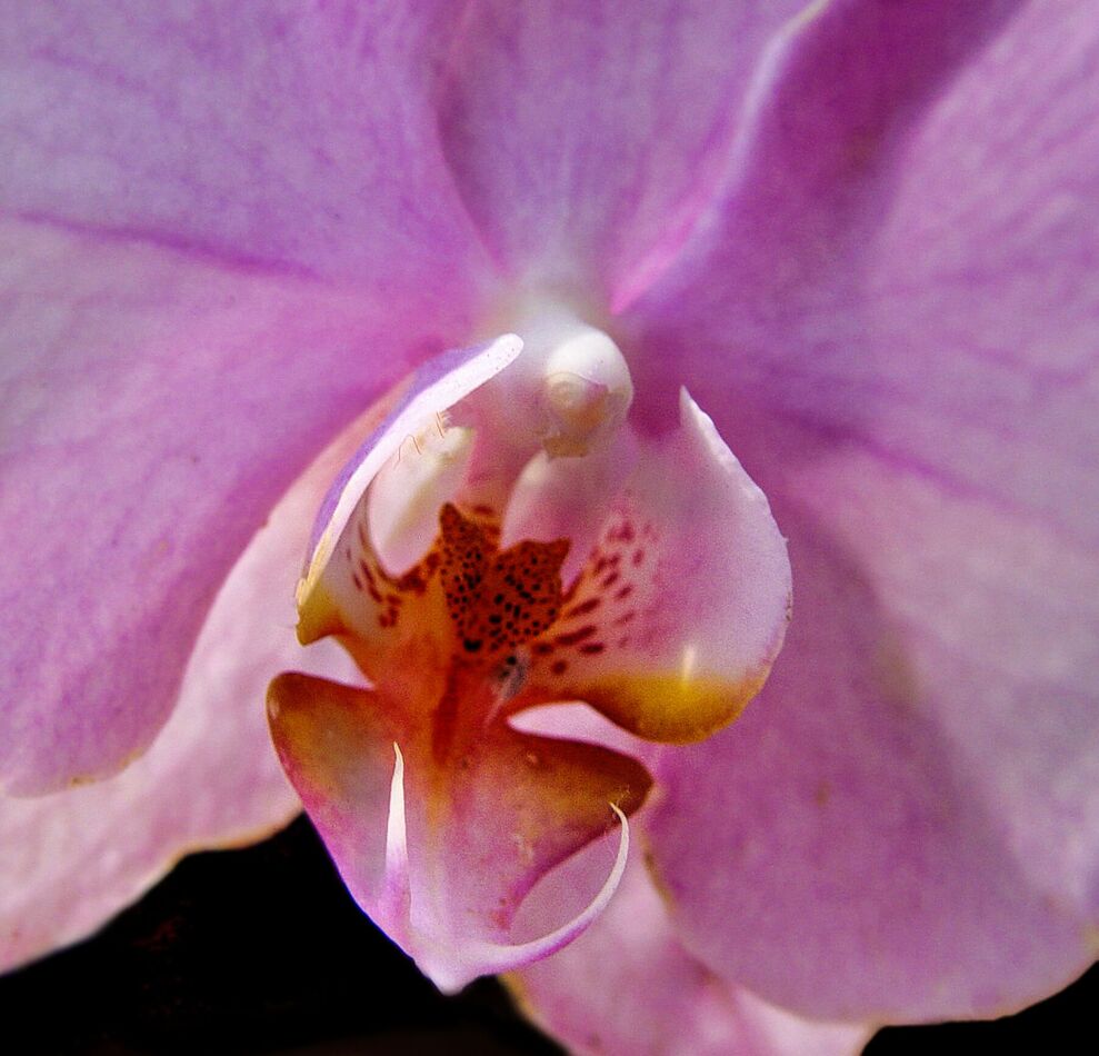 Pale Purple (For Lack of a Better Word): Never had enough crayons as a ...