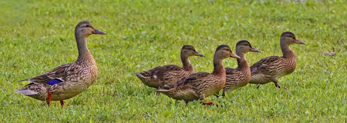 Mama duck and her gang: Saw this group and thought it was so cute. All ...