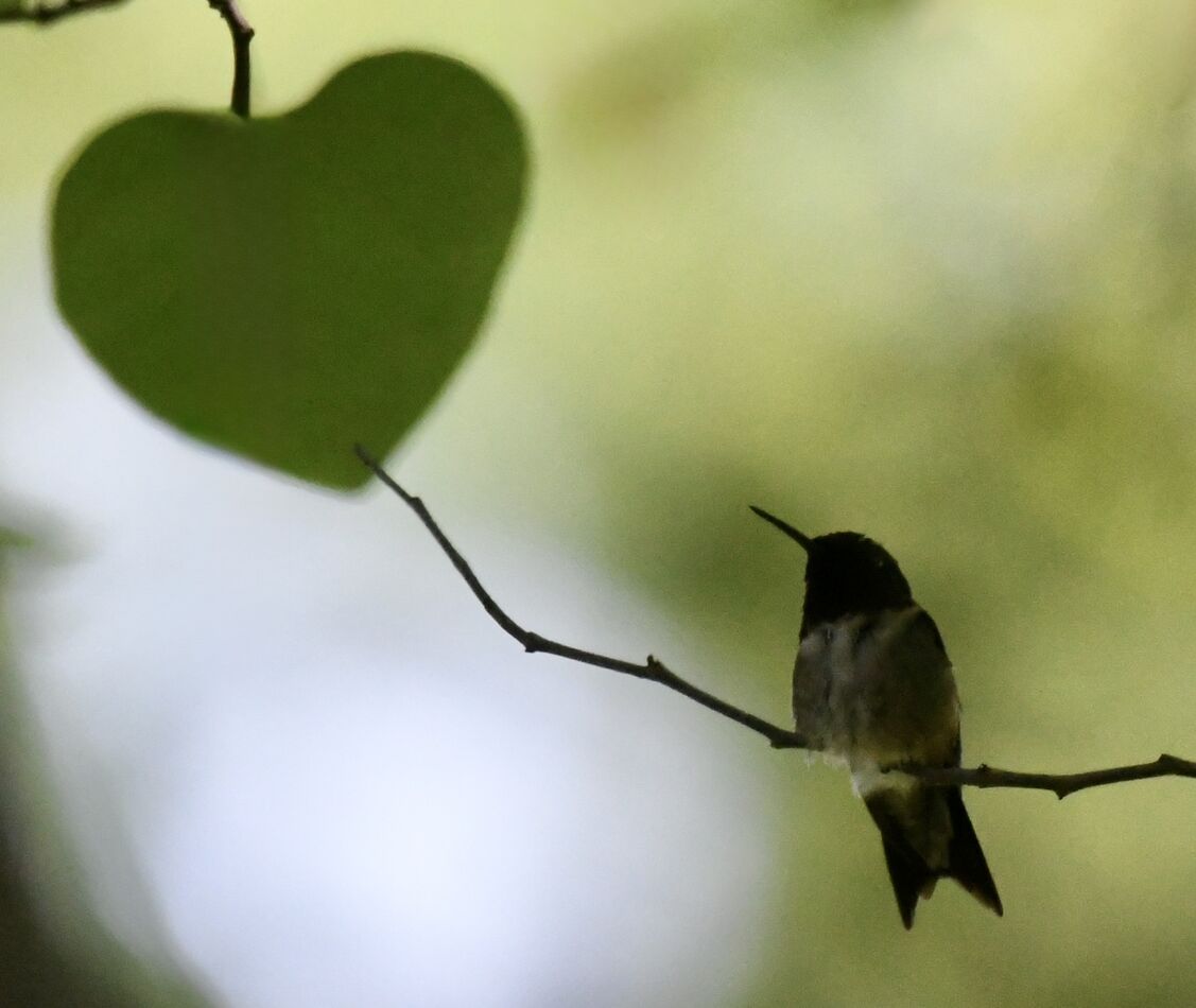 La Chuparosa: The hummingbird of Love As beautifully expressed in a ...