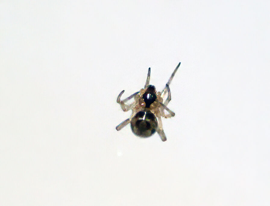 very little spider: Maybe, I was just desporate for something to ...