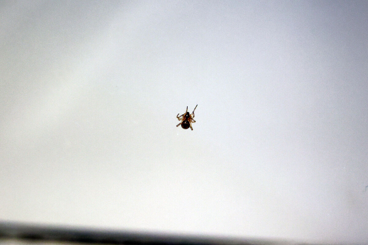 very little spider: Maybe, I was just desporate for something to ...