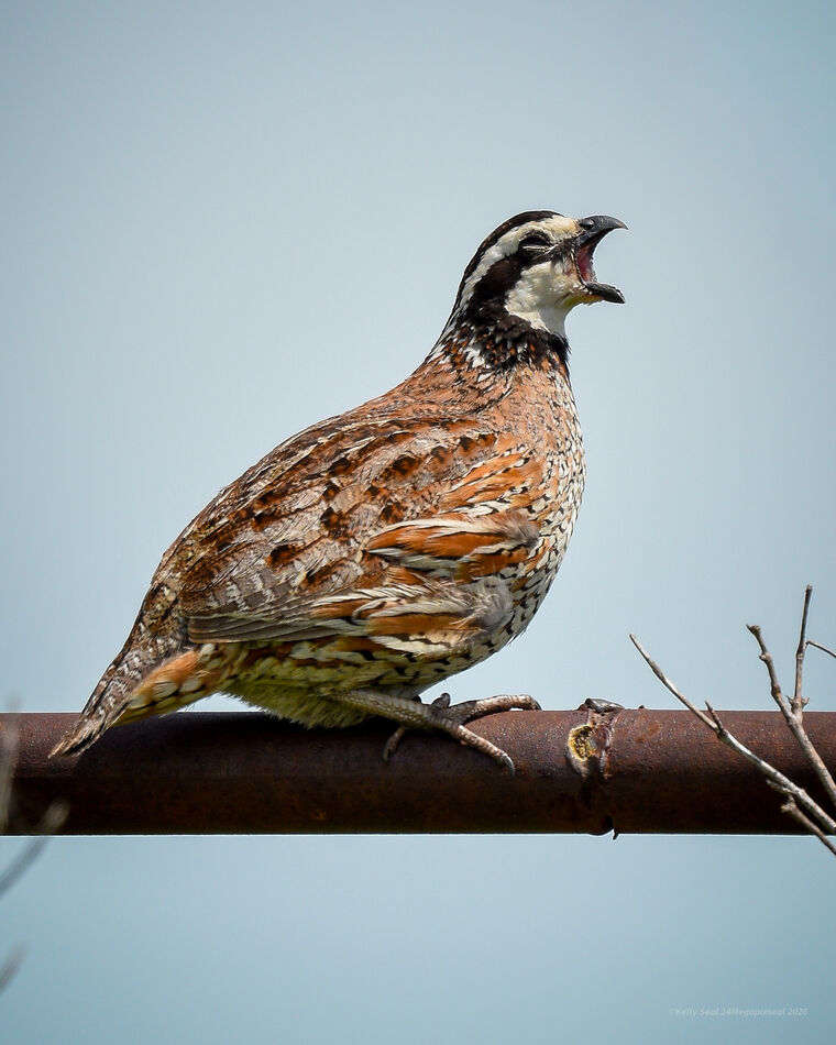 Northern Bobwhite Quail: Driving home from the farm, I found this guy ...