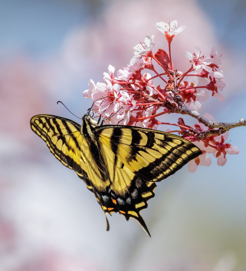 Creating background blur in pictures: I'm curious about how to get a ...