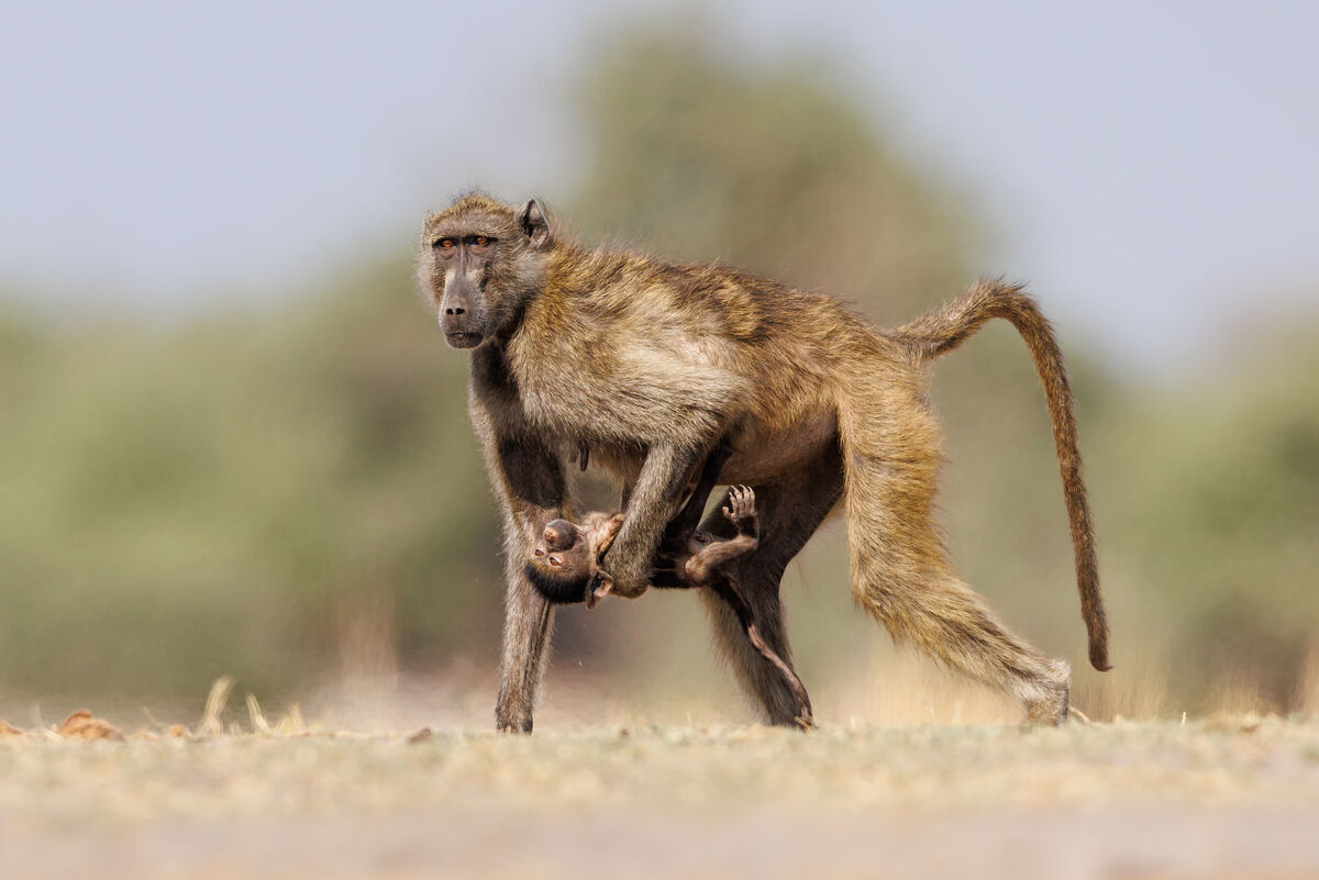 Creating background blur in pictures: I'm curious about how to get a ...