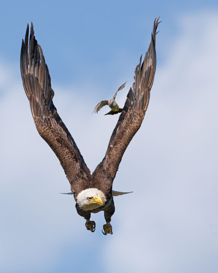 Last of eagle drama: Last photos and again so many because I can't ...