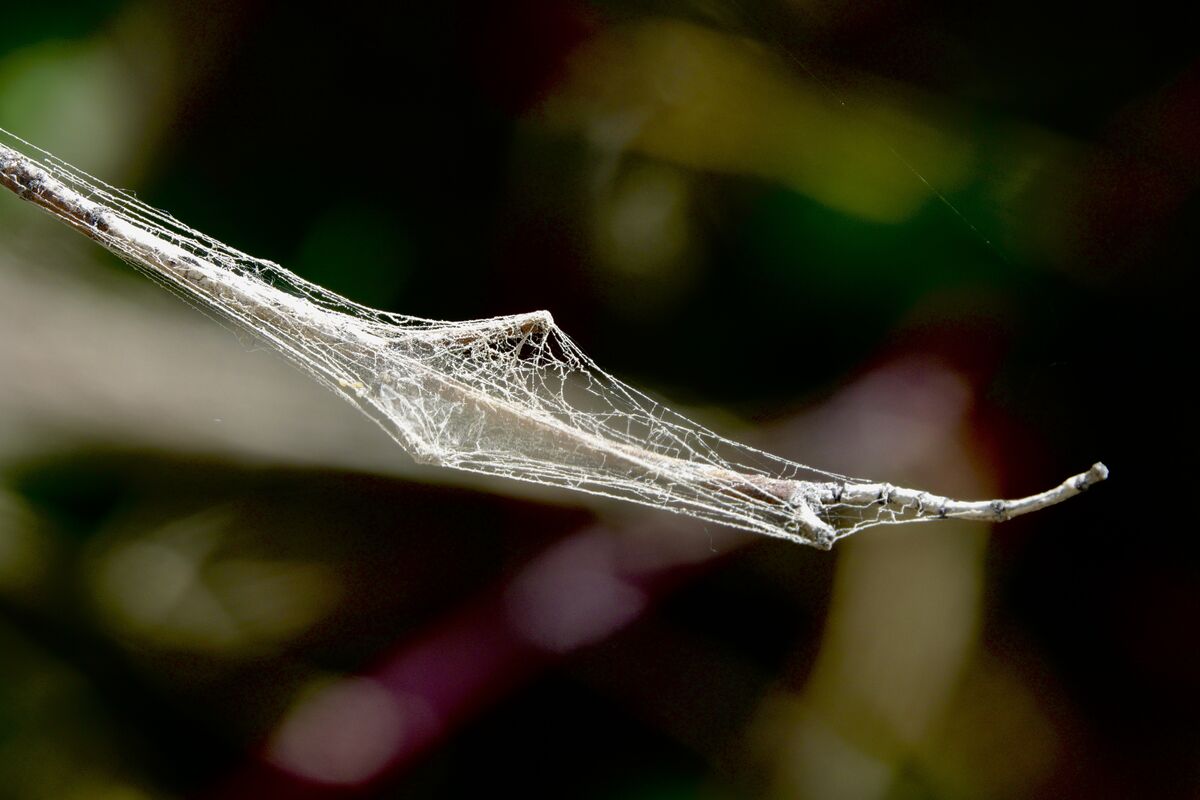 Spider Webs and Flowers: Yesterday I drove up into the mountains East ...