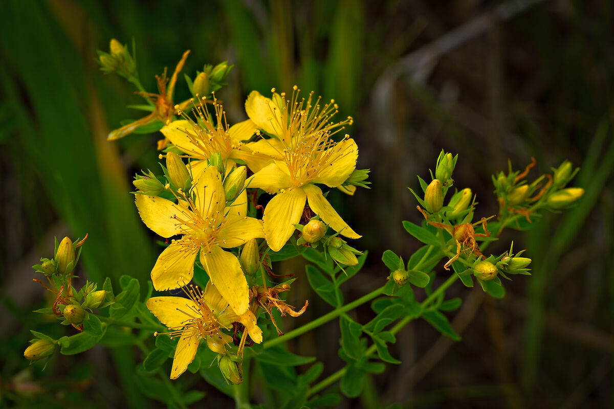 Yellow flowers: I was out playing with the little yellow flowers again ...