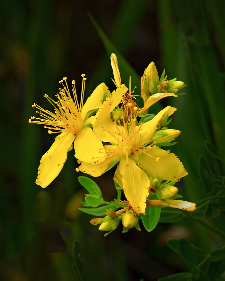 Yellow flowers: I was out playing with the little yellow flowers again ...
