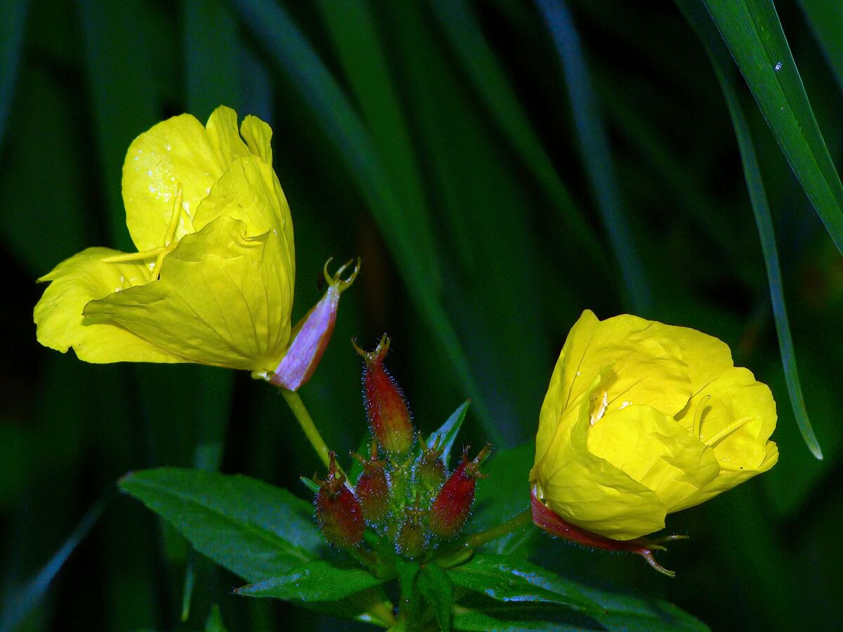 Glorious Evening Primrose: You cannot beat any primrose - but in yellow ...