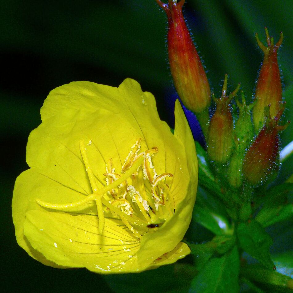 Glorious Evening Primrose: You cannot beat any primrose - but in yellow ...