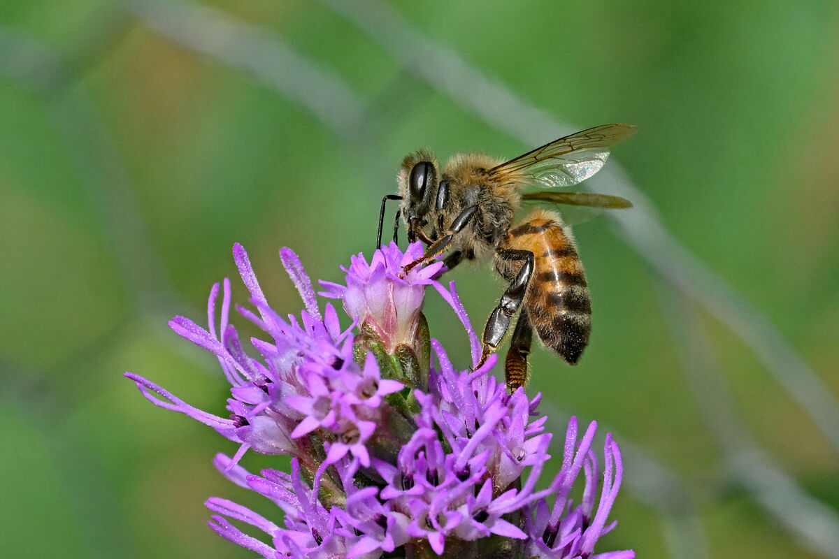 Honey bees working on honey-do lists: Yard, Cary, NC. June, 2026 ...