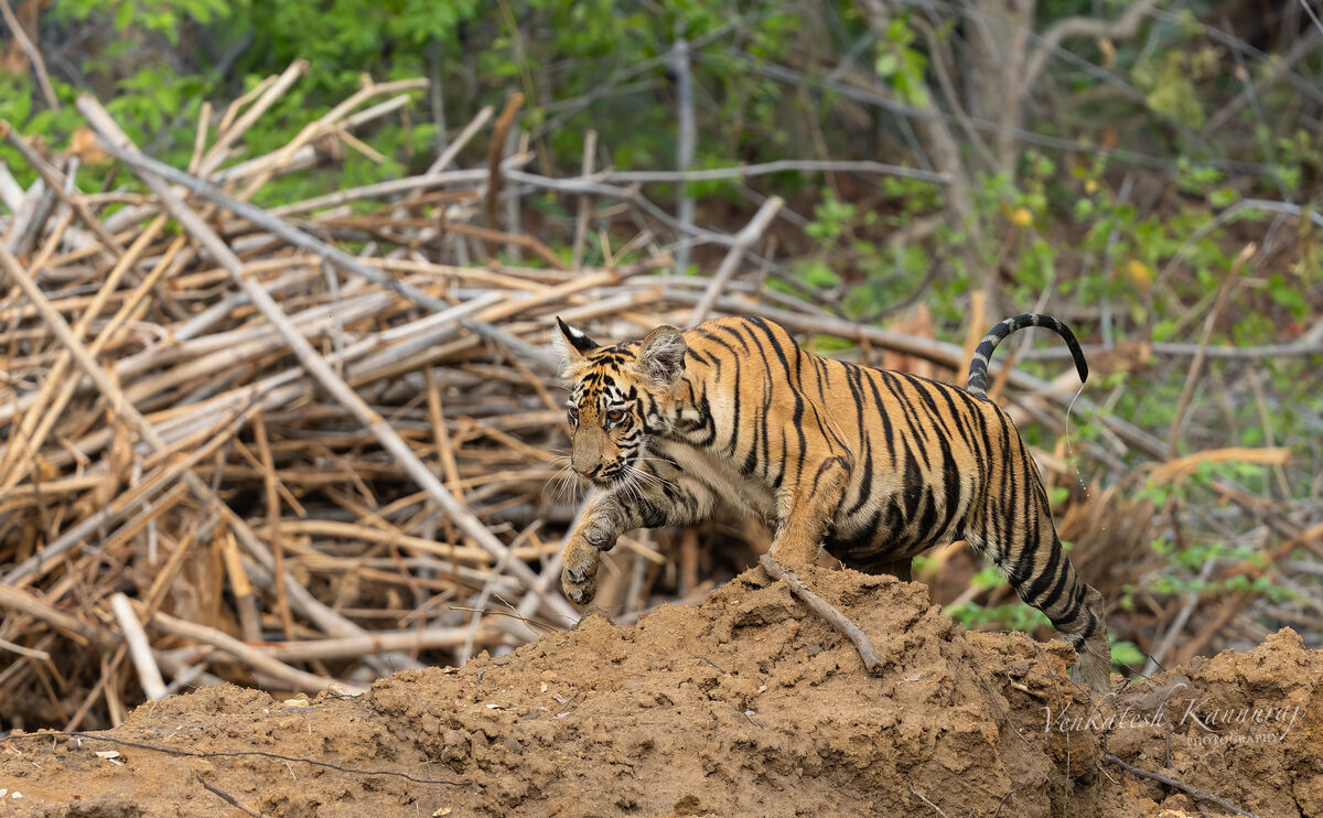 Tiger cub - pictures from recent safari at Tadoba, India: These were ...