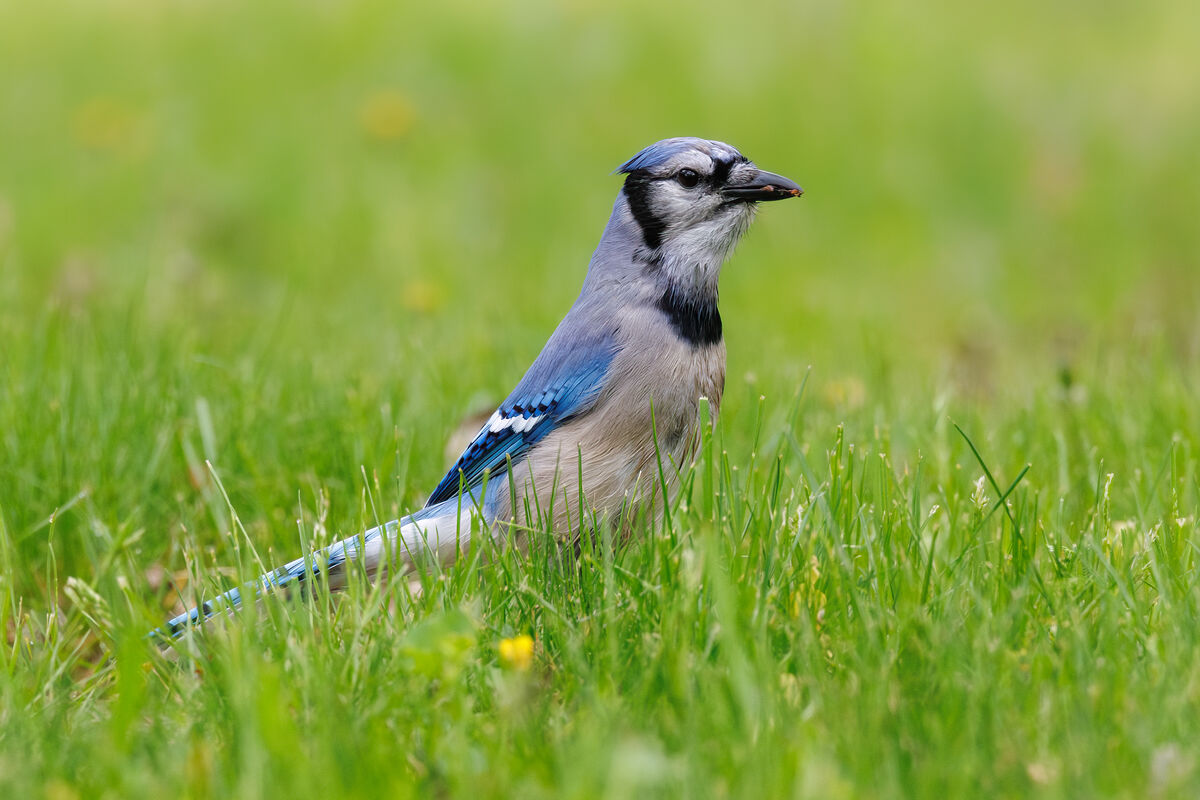 Blue Jay, Purple Martin and friends: A few recent ones!