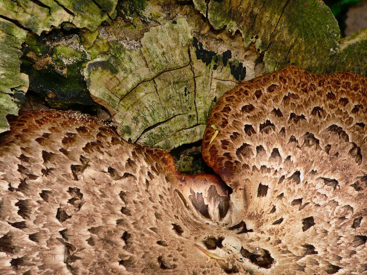 A Mushroom Just Begging for a Hollywood Role: I told you 🥇🥇🥇🥇🥇...