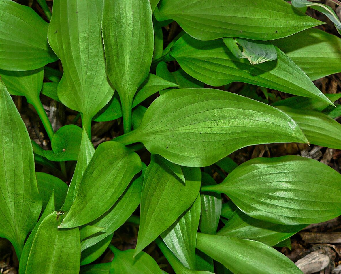 What Else Do You Know That's Green? The kind of things I love 💚💚💚💚...