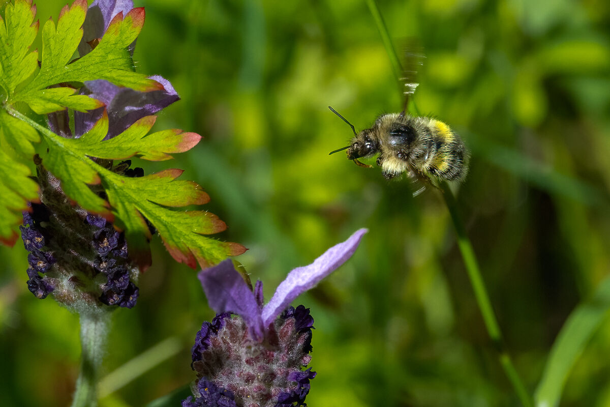 Honey Bee on French Lavender Our Yard 6-2-2026 LUV ME SUM BEES!! While ...