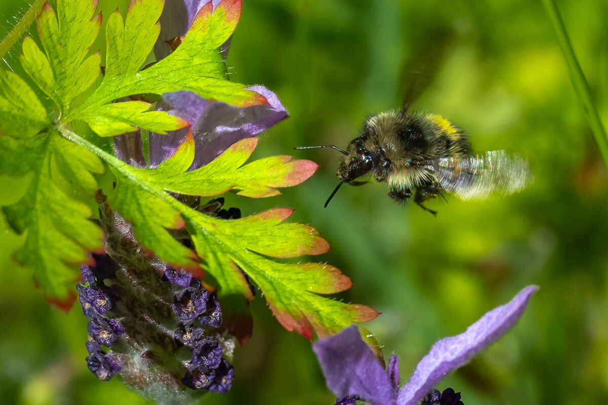 Honey Bee on French Lavender Our Yard 6-2-2026 LUV ME SUM BEES!! While ...