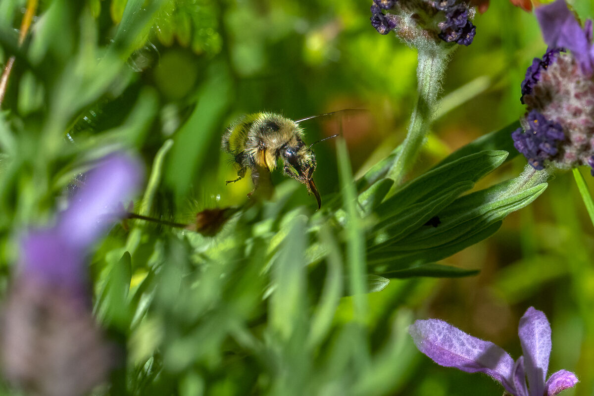 Honey Bee on French Lavender Our Yard 6-2-2026 LUV ME SUM BEES!! While ...