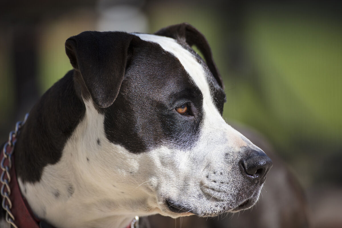 My Dogs Don't Seem to be Able to Think Things Through: My dogs and I ...