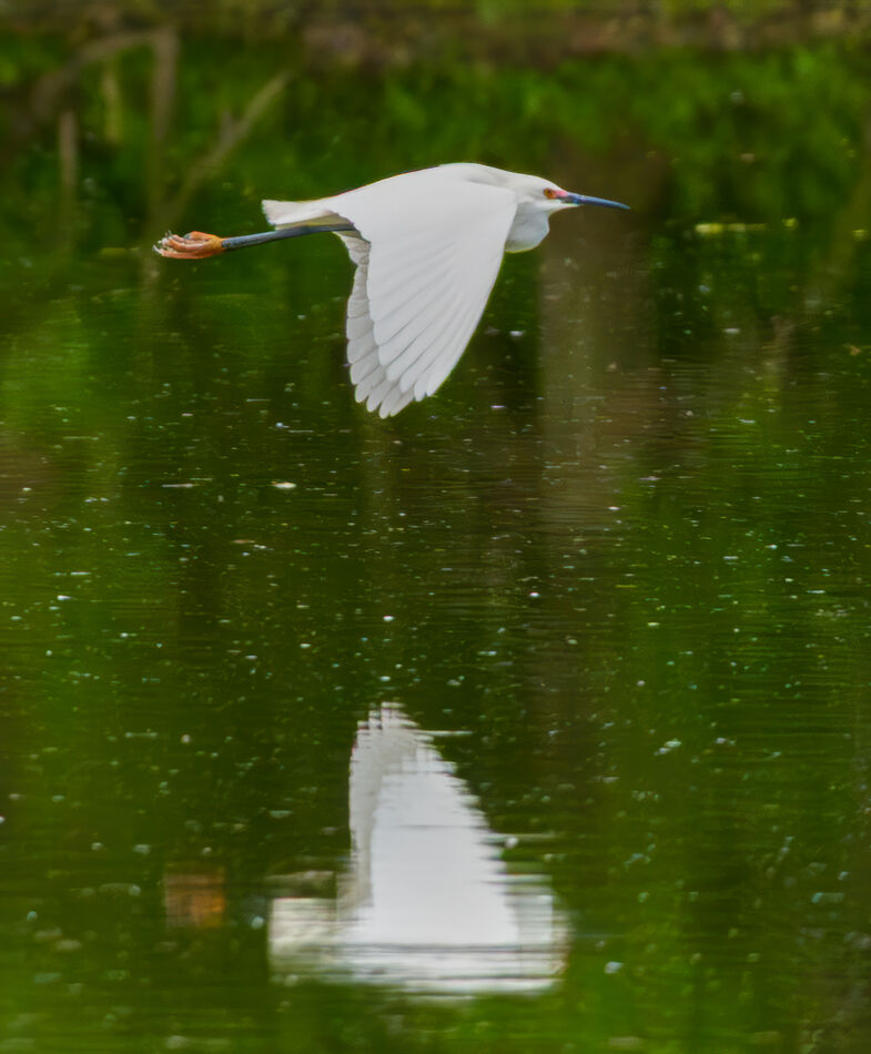 Hilton Head Island birds - I: Unlike Pinckney Island, I had to cycle ...