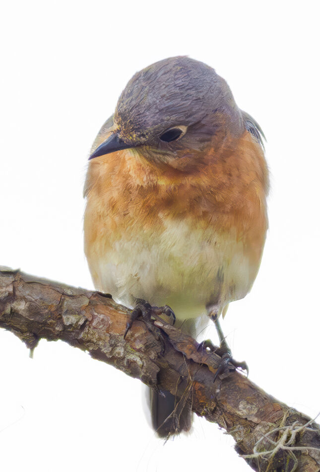 Hilton Head Island birds - I: Unlike Pinckney Island, I had to cycle ...