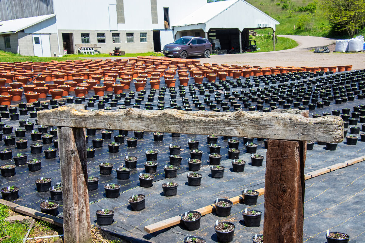 Visit to an amish greenhouse II: More of the greenhouse near St Paul, Pa.