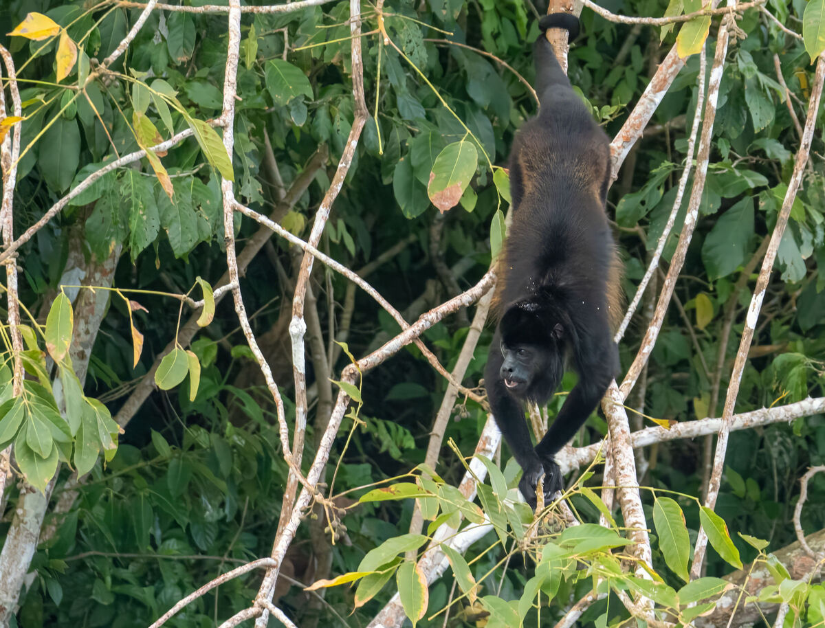 Capuchin and Howler monkeys with a very large iguana: These were taken ...