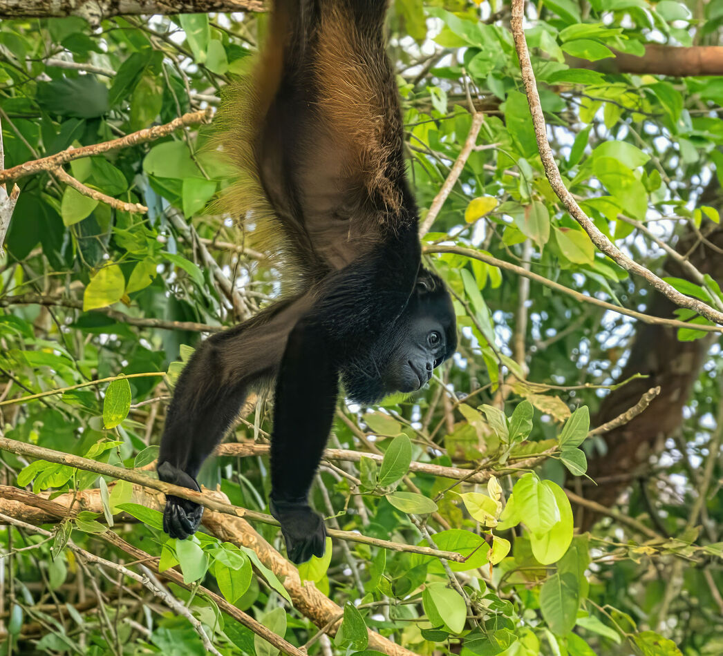 Capuchin and Howler monkeys with a very large iguana: These were taken ...