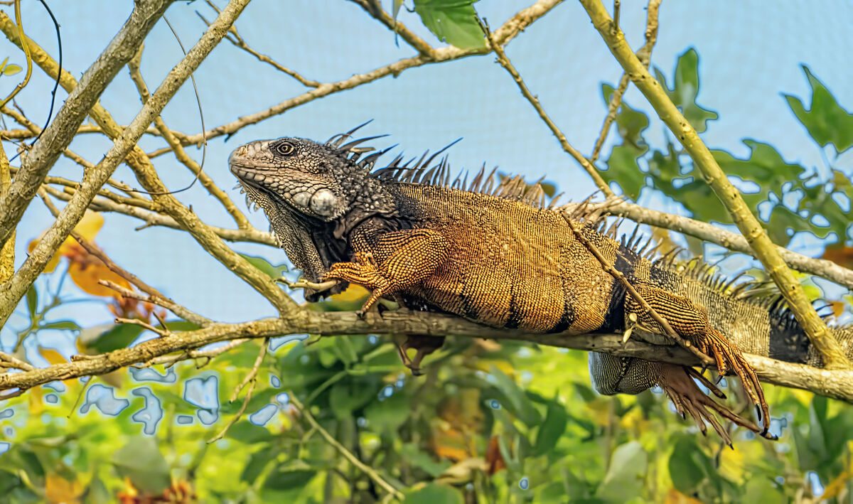 Capuchin and Howler monkeys with a very large iguana: These were taken ...
