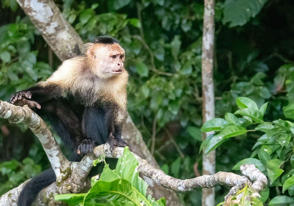 Capuchin and Howler monkeys with a very large iguana: These were taken ...