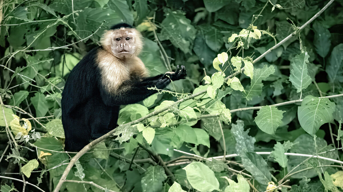 Capuchin and Howler monkeys with a very large iguana: These were taken ...