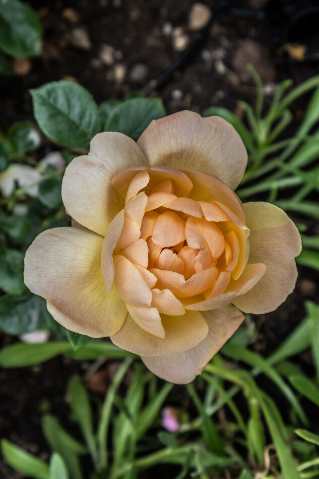 Today's Rose 2: This one is "The Lark Ascending", another new variety ...