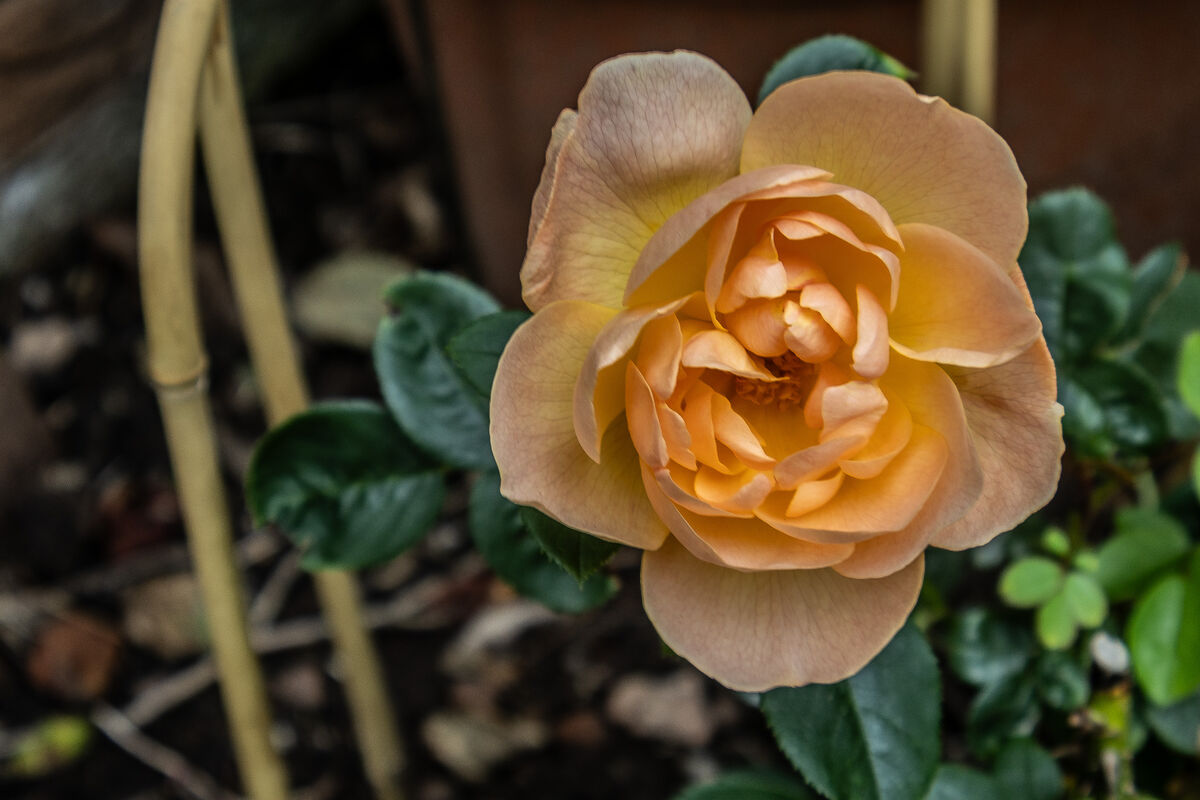 Today's Rose 2: This one is "The Lark Ascending", another new variety ...