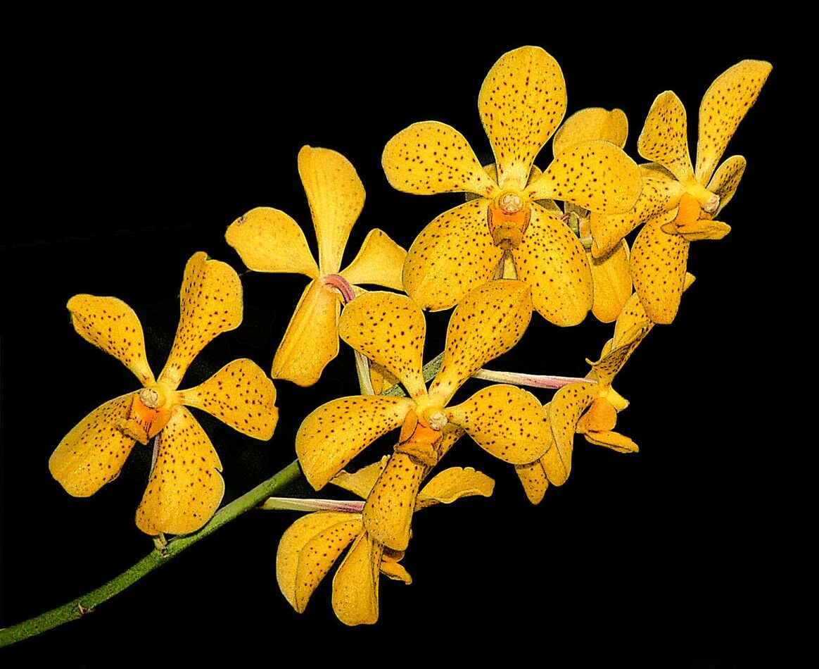 Spectacular Petals: 🔔🔔🔔🔔🔔...
