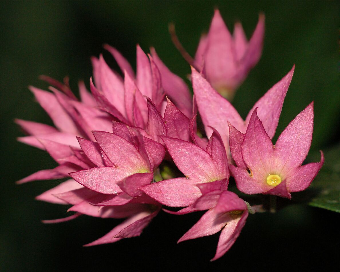 Spectacular Petals: 🔔🔔🔔🔔🔔...