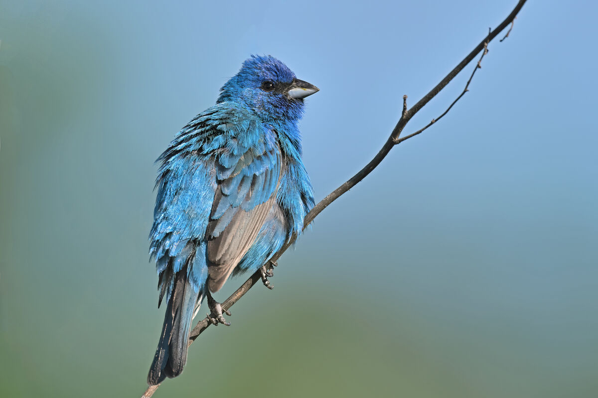 Indigo Bunting closeups (more of): Dix Park, Raleigh, NC. Late June ...