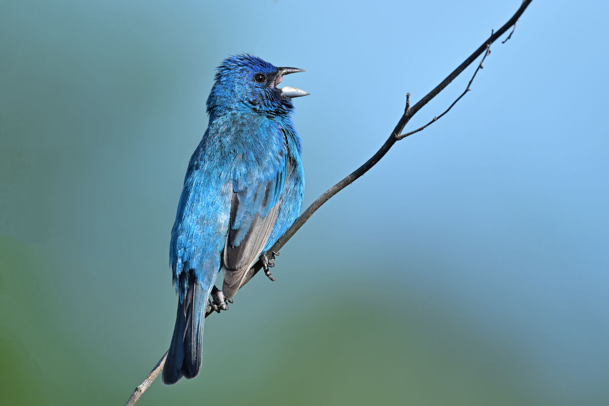 Indigo Bunting closeups (more of): Dix Park, Raleigh, NC. Late June ...